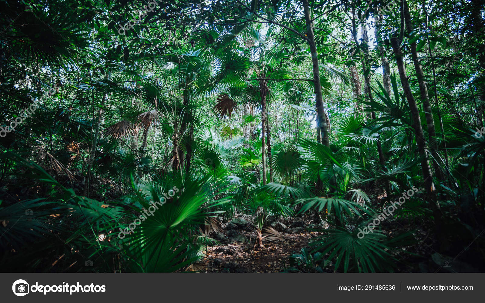 Chit palms in the Sian Ka'an national park, Yucatan, Mexico Stock Photo ...