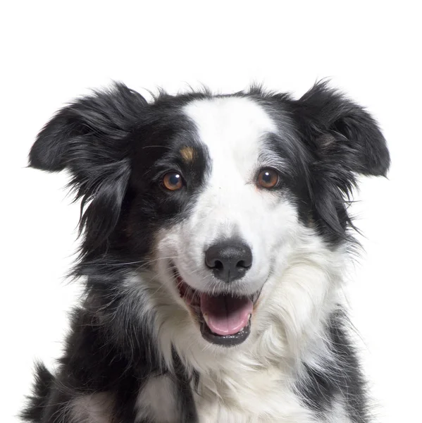 Close-up of Border Collie, 1.5 years old, looking at camera against ...