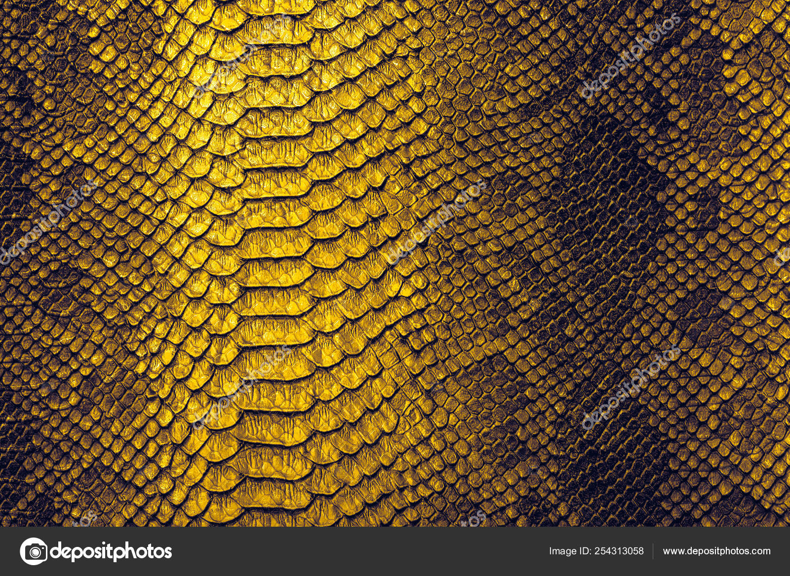 Snake skin background. Close up reptile texture. — Stock Photo © b.b.q ...