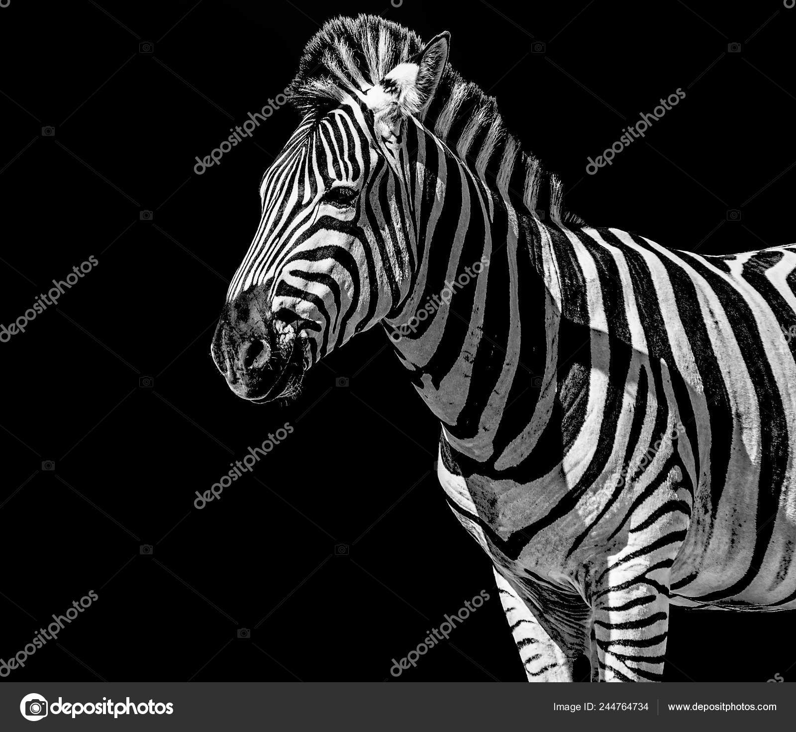 Fine Art Black White Monochrome Portrait Single Isolated Cute Zebra — Stock Photo © olaf.holland ...