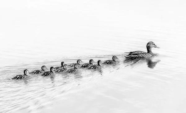 Ducks Follow Cute Ducklings Duck Babies Mother Queue Lake Symbolic ...