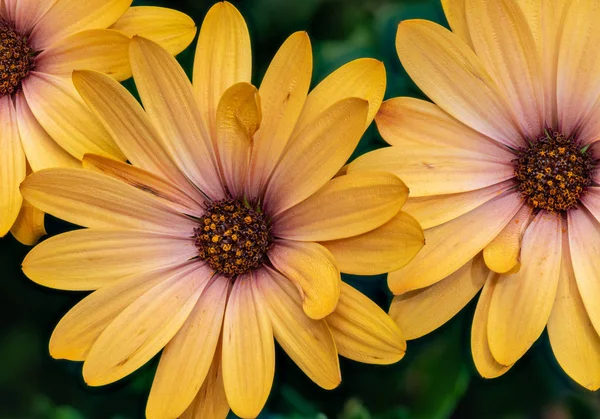 Life flower Images - Search Images on Everypixel