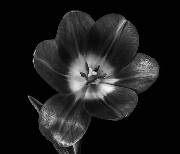 Low Key Flower Photography | Best Flower Site