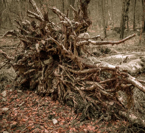 Color outdoor long exposure of a winter fairy tale fantasy forest scene ...