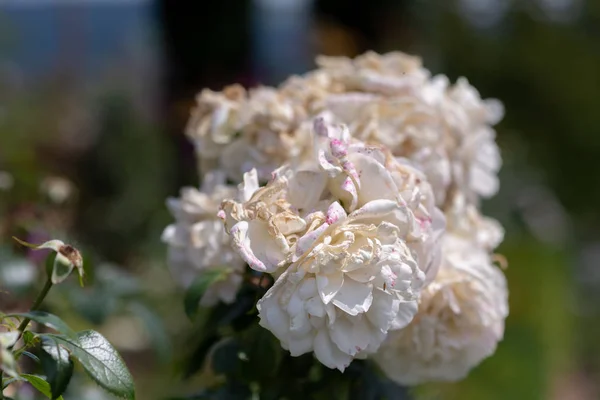 Fading color background Images - Search Images on Everypixel