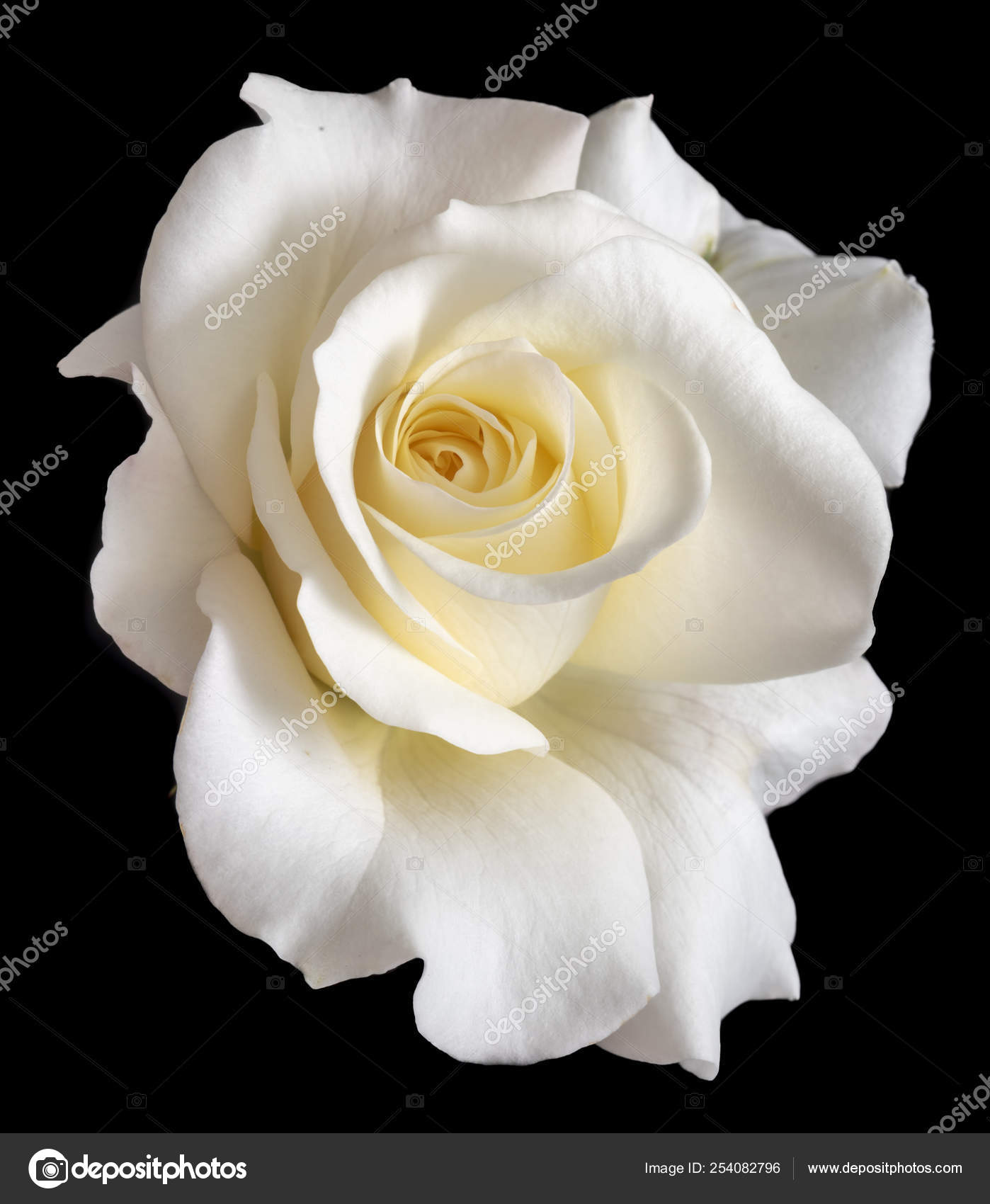 Wide Colorful Flower Background