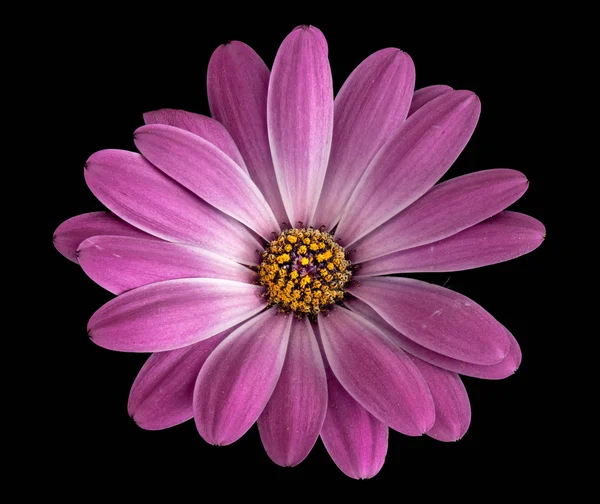 Life flower Images - Search Images on Everypixel