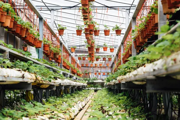 Interior of a plant nursery full of green plants hanging and in the ...