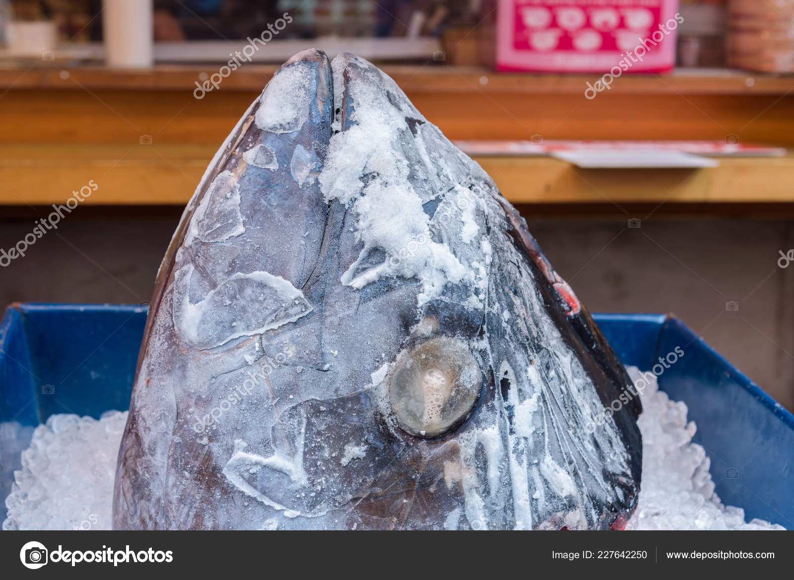 Big Frozen Head Bluefin Tuna Toro Maguro Japanese Market — Stock Photo ...