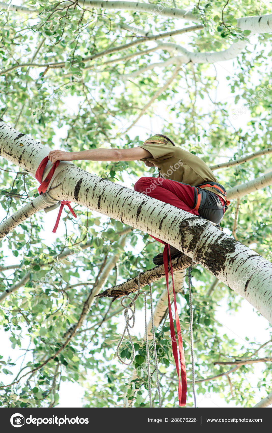 Man climbs a tree and heals it, environment and ecology. Stock Photo by ...