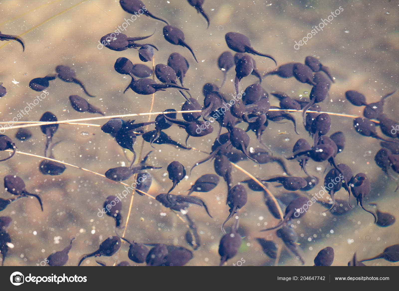 Tadpoles swimming in water Stock Photo by ©Juhku 204647742