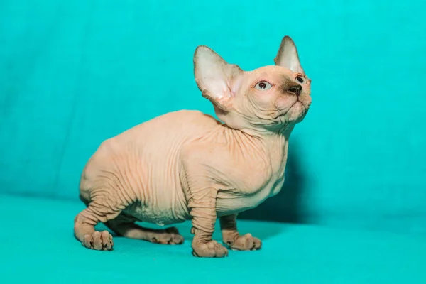 Portrait Sphinx Kitten Blue Background Stock Illustration by ©alesix ...
