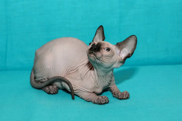 Portrait Sphinx Kitten Blue Background Stock Illustration by ©alesix ...