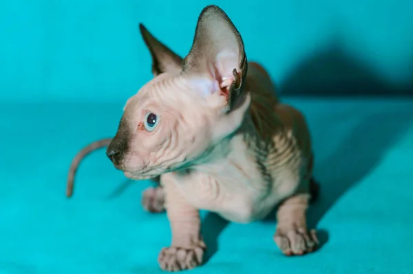 Portrait Sphinx Kitten Blue Background Stock Illustration by ©alesix ...