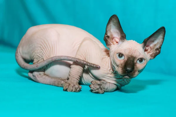 Portrait Sphinx Kitten Blue Background Stock Illustration by ©alesix ...