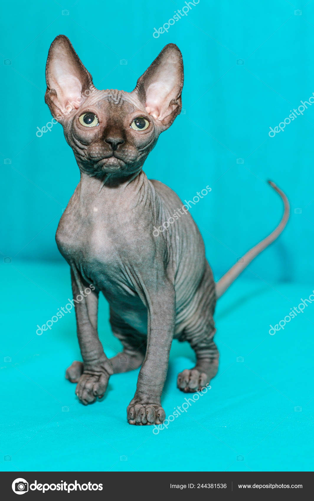 Portrait Sphinx Kitten Blue Background — Stock Photo © alesix #244381536