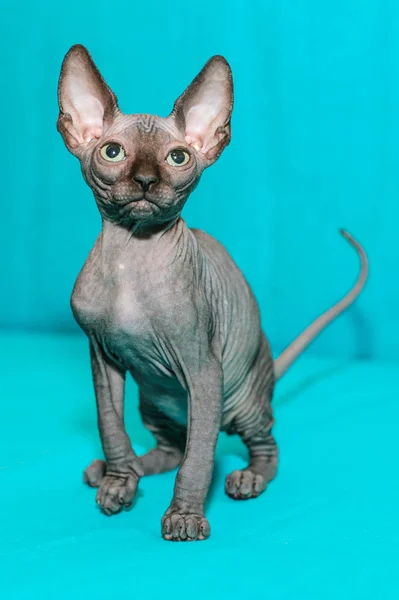 Portrait Sphinx Kitten Blue Background Stock Illustration by ©alesix ...