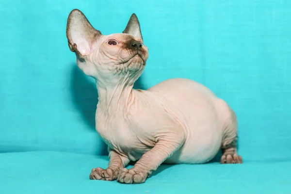 Portrait Sphinx Kitten Blue Background Stock Illustration by ©alesix ...