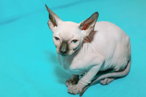 Portrait Sphinx Kitten Blue Background Stock Illustration by ©alesix ...