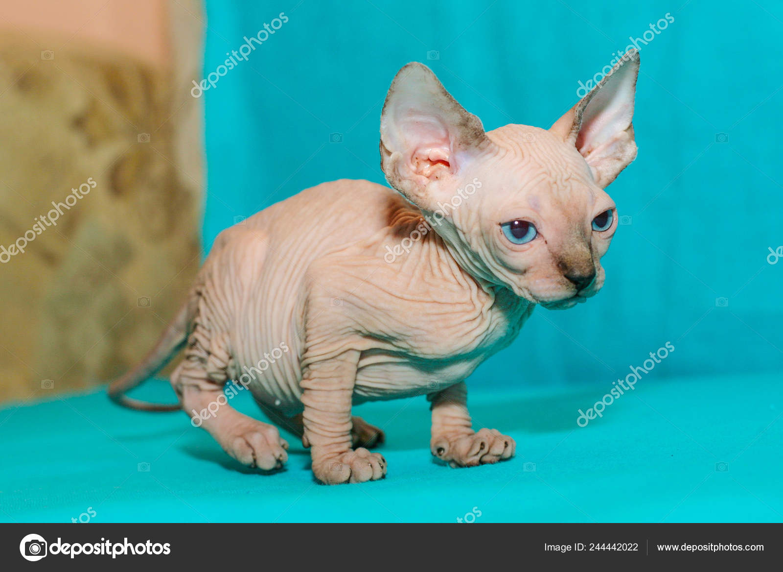 Portrait Sphinx Kitten Blue Background Stock Illustration by ©alesix ...