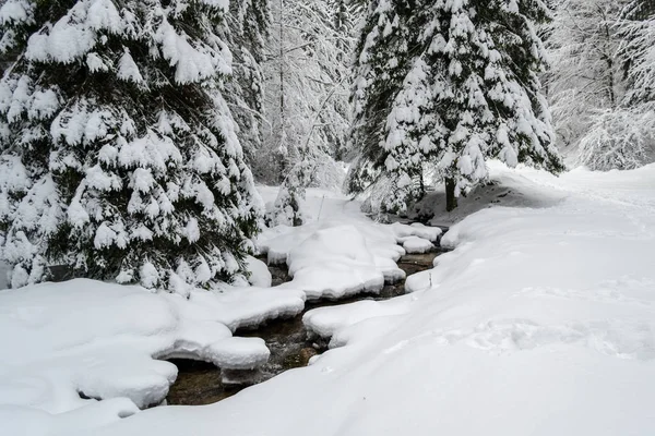 Winding river through deep snow, under white fir trees, in a frozen ...