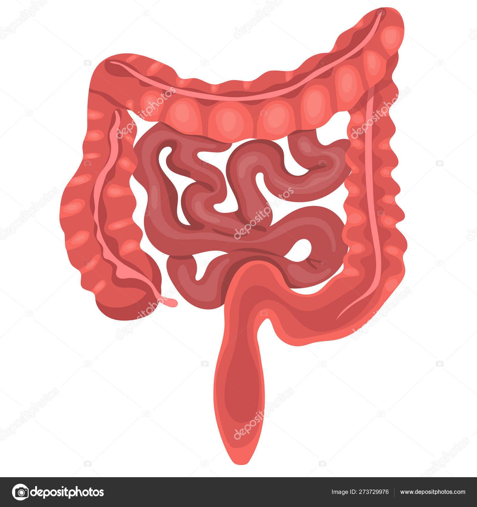 Small Intestine Animation