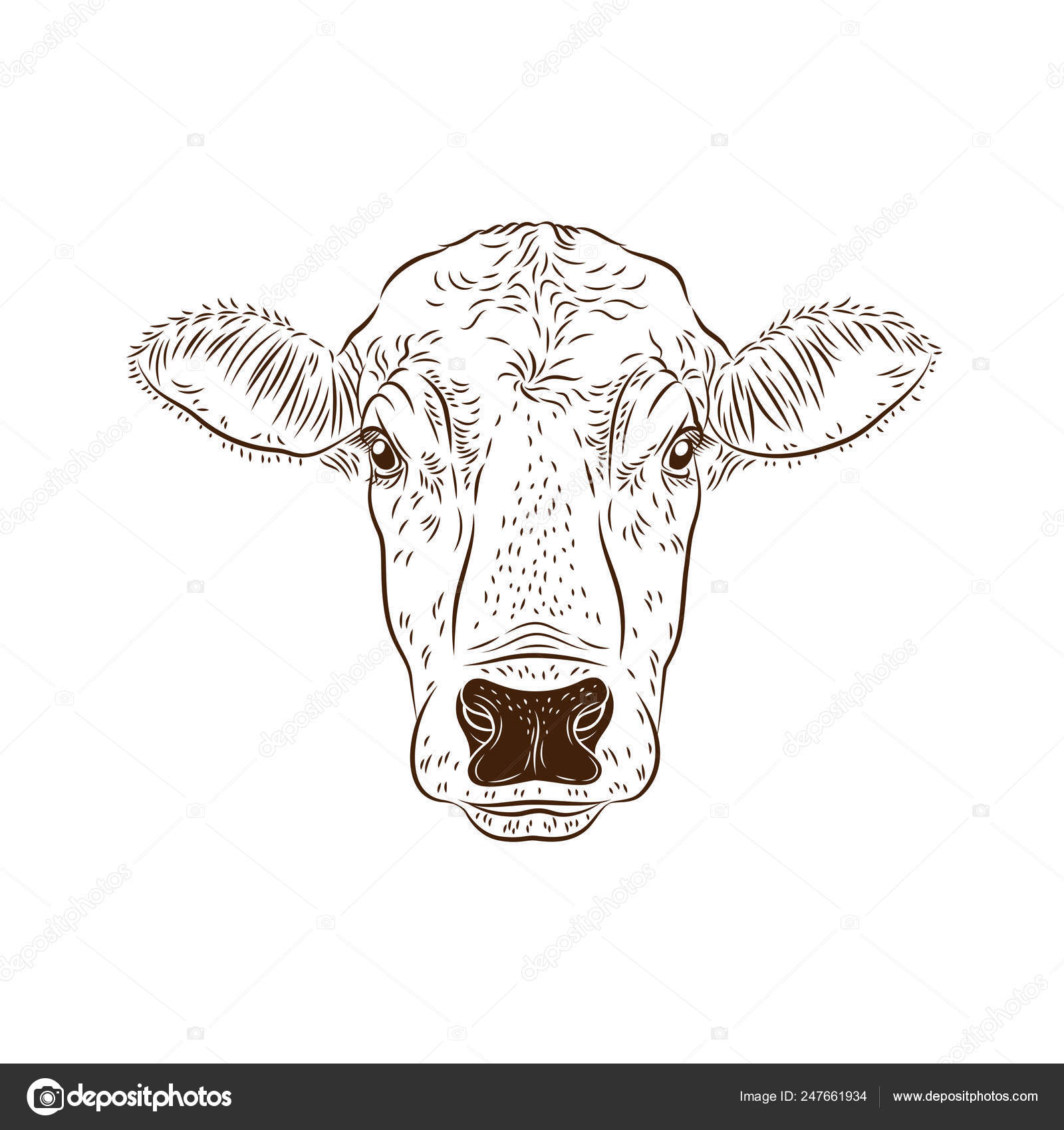 Beef Cow Head Clip Art