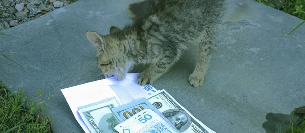 Gato dinero Stock Photos, Royalty Free Gato dinero Images | Depositphotos