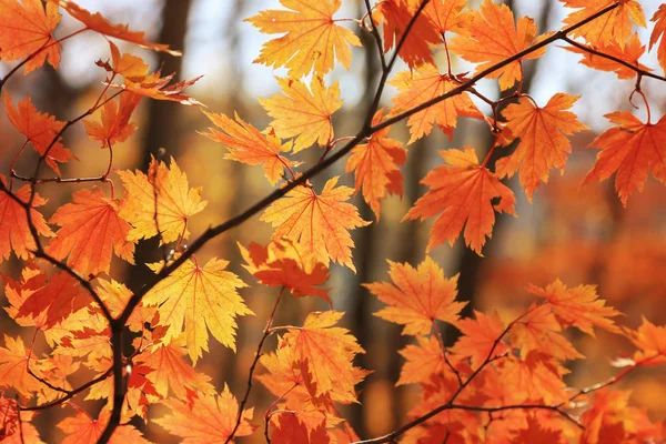 Orange color of maple leaves, autumnal background - Stock Image ...