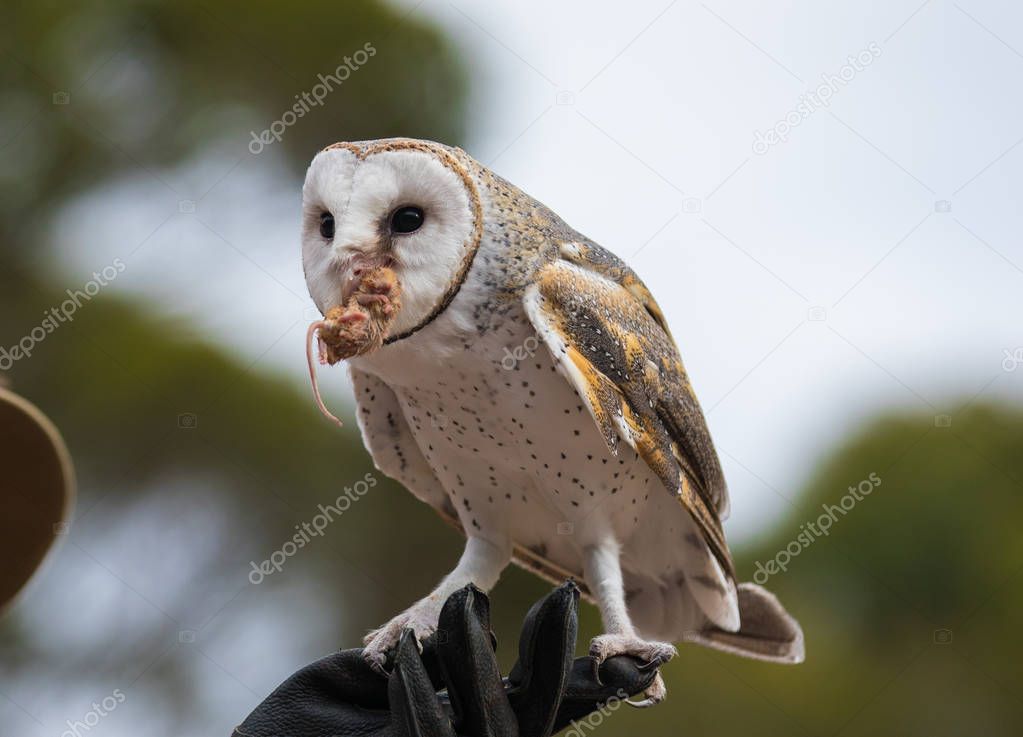 Lindo búho granero, Tyto alba, con grandes ojos sentados en el guante ...