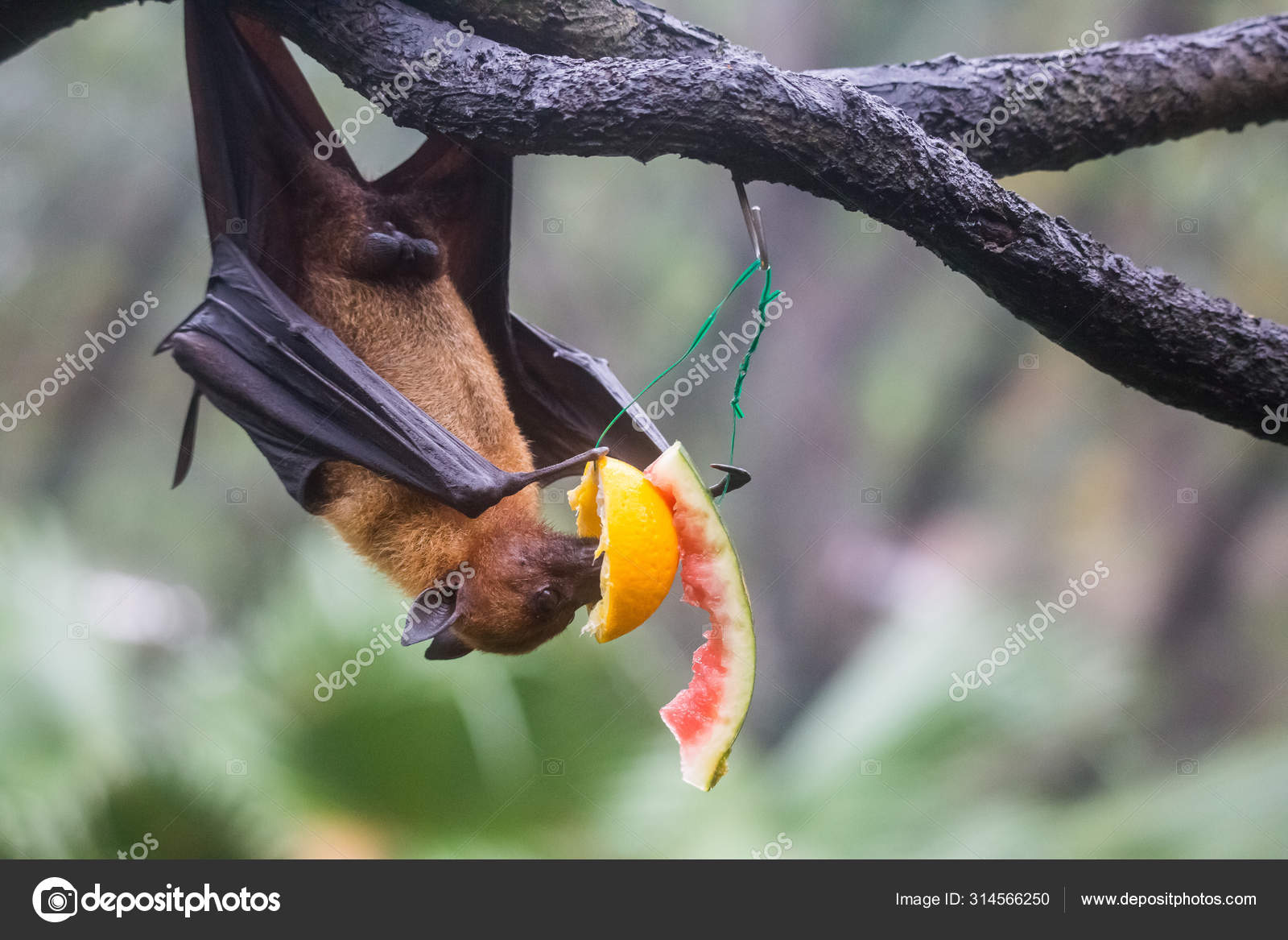 Fruit Bat Hanging Upside Down