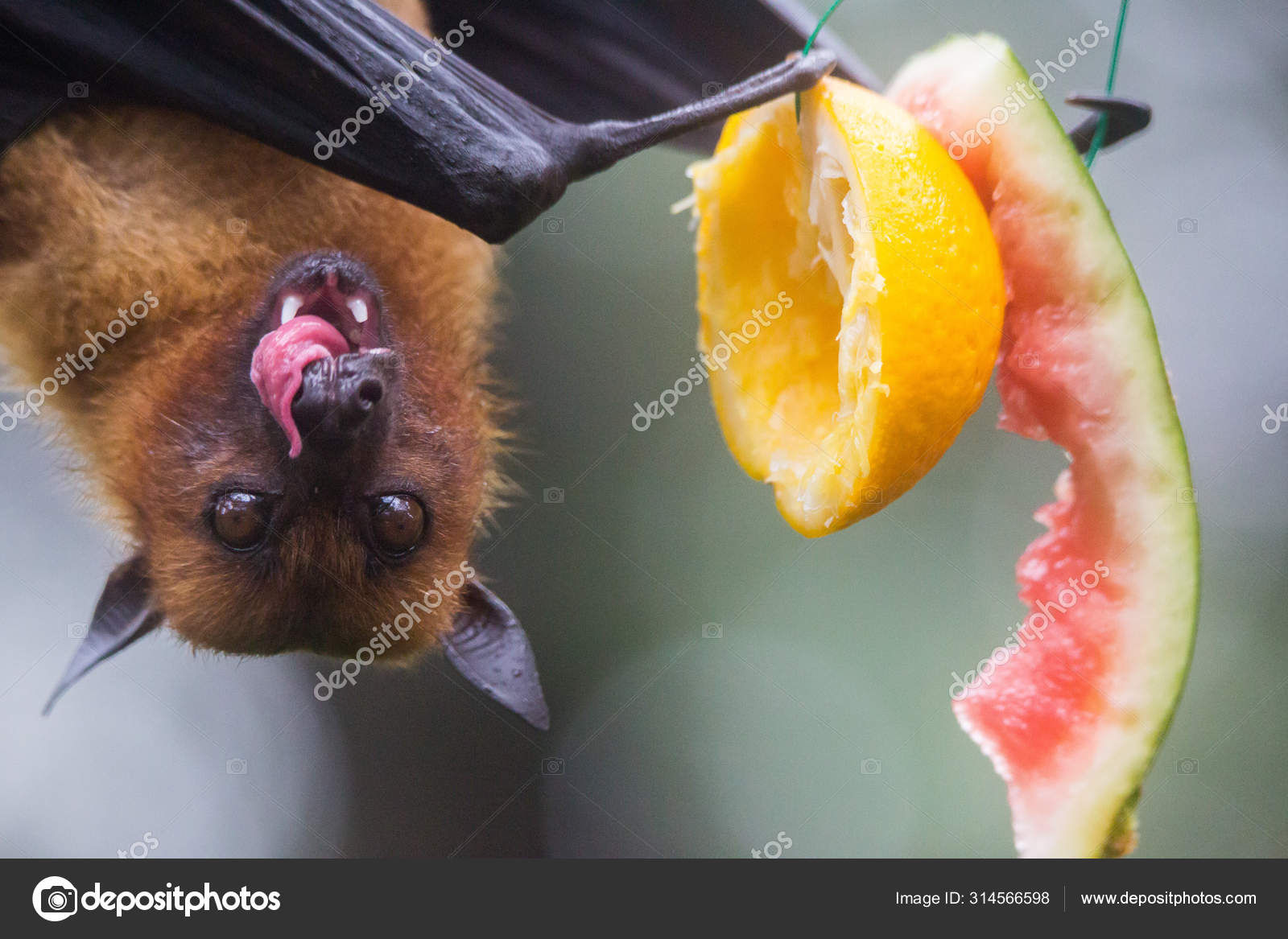 Closeup Portrait Of Male Fruit Bat Also Known As Flying Fox Hanging Upside And Down Eating Juicy