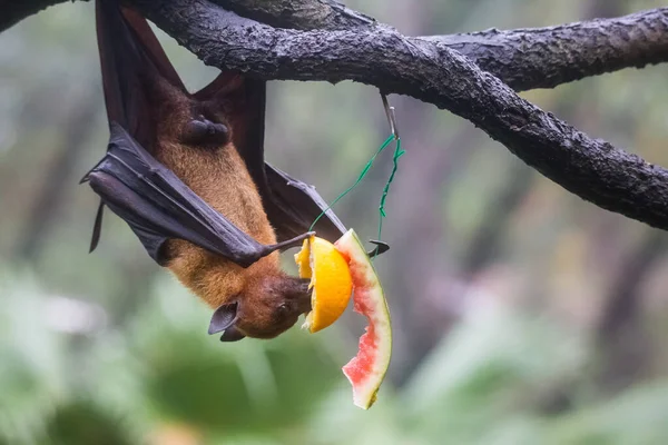 Fruit bat Stock Photos, Royalty Free Fruit bat Images | Depositphotos