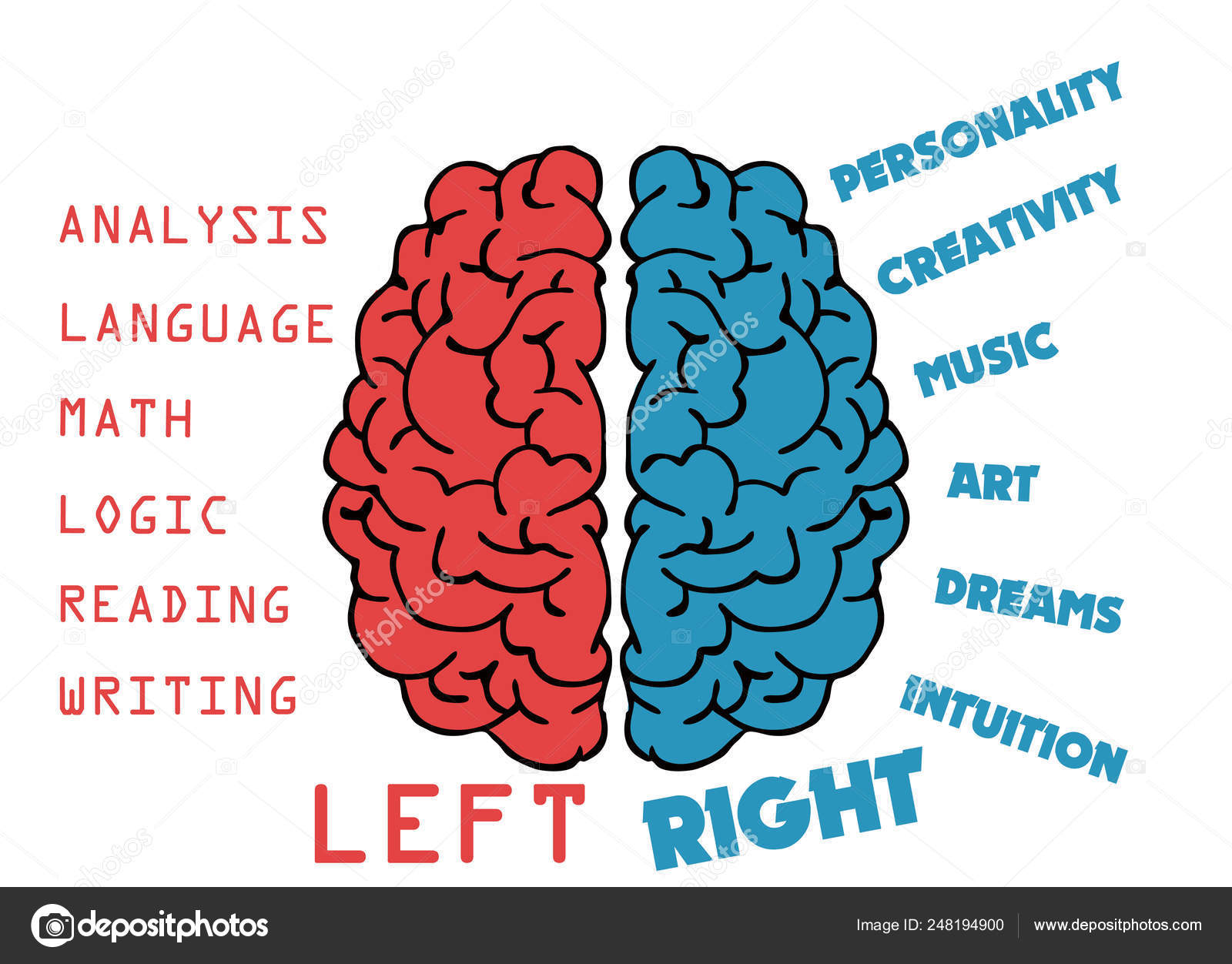 Left And Right Brain Functions
