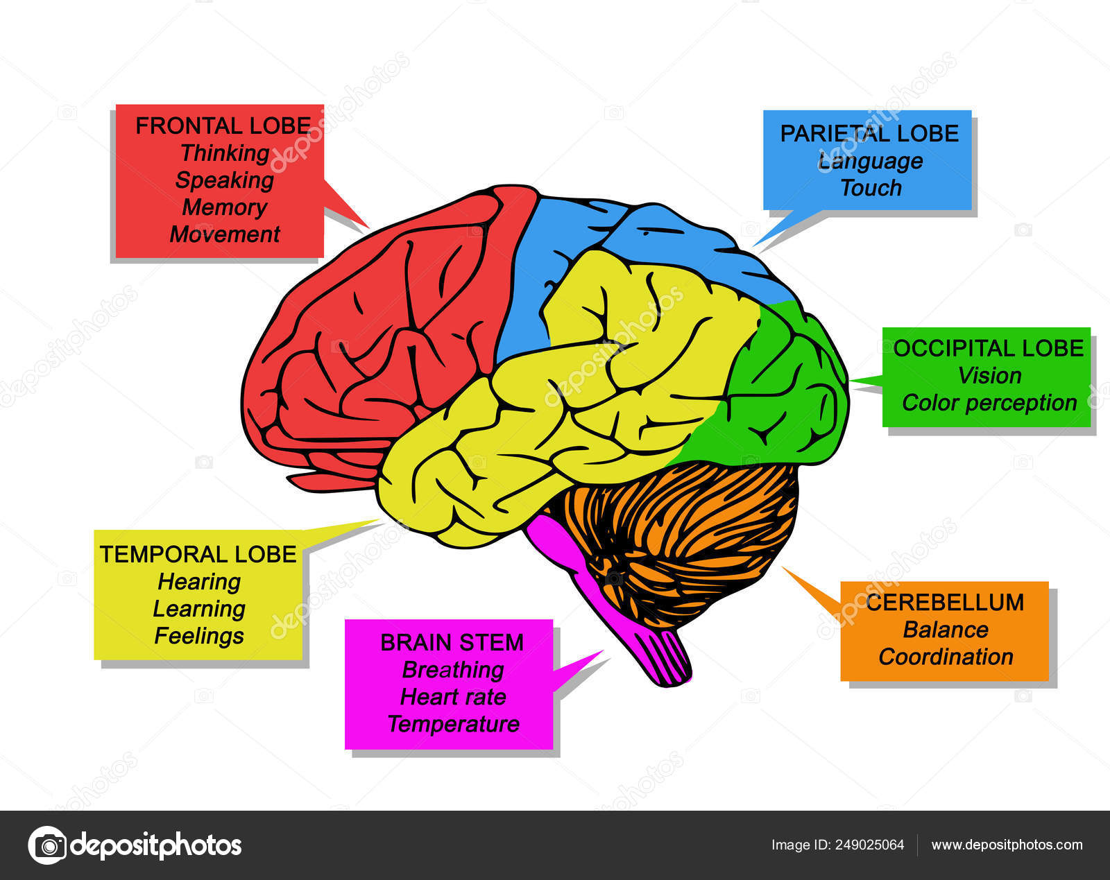Parts Of The Brain Lobes