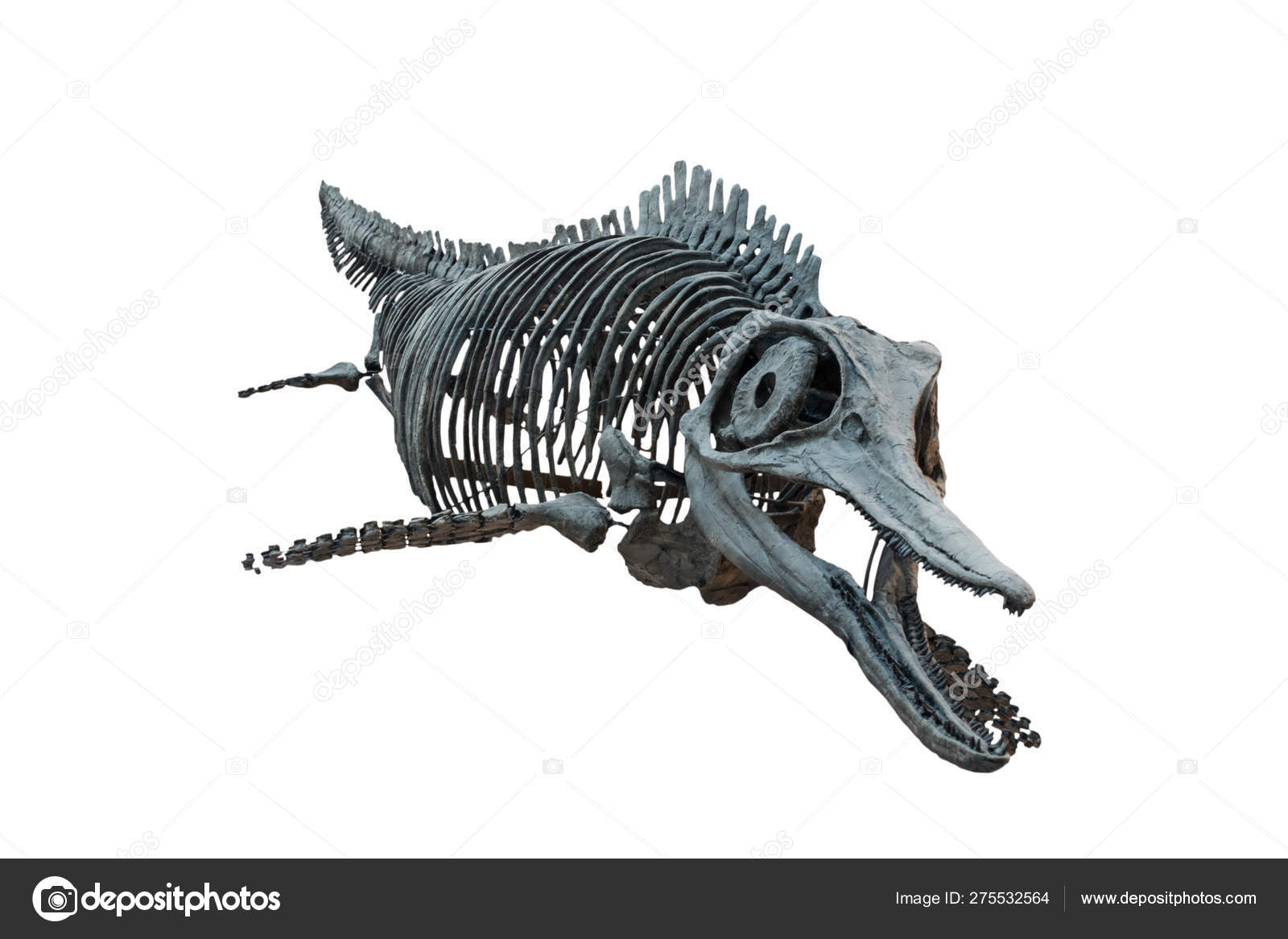 Ichthyosaurus Skeleton