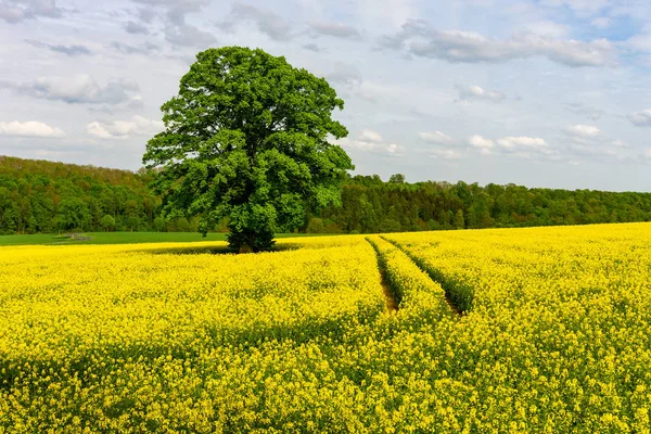 Mustard tree Stock Photos, Royalty Free Mustard tree Images | Depositphotos