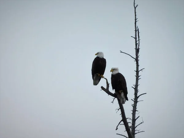 Bald eagle family Stock Photos, Royalty Free Bald eagle family Images ...