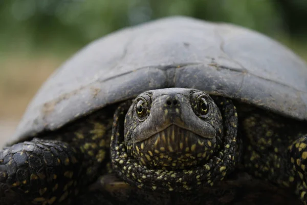 Turtle head Stock Photos, Royalty Free Turtle head Images | Depositphotos