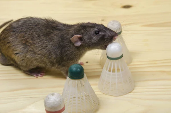 Mouse science Stock Photos, Royalty Free Mouse science Images ...