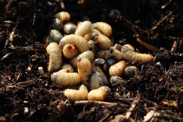 Chafer grub Stock Photos, Royalty Free Chafer grub Images | Depositphotos