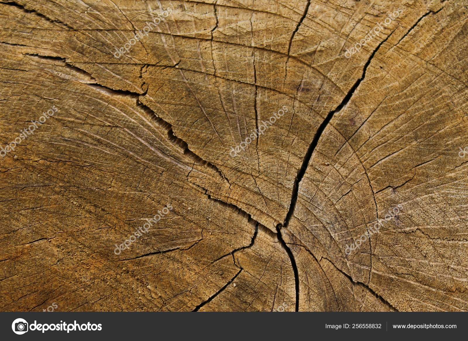 Structure Tree Trunk — Stock Photo © MartinaUnbehauen #256558832