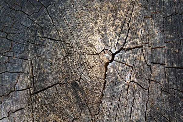 Structure Tree Trunk — Stock Photo © MartinaUnbehauen #256558832