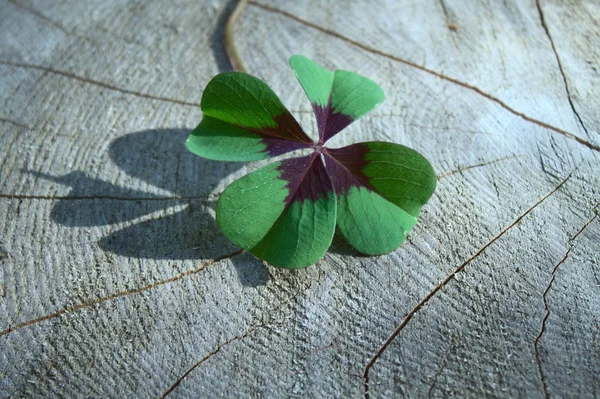 Luck tree Stock Photos, Royalty Free Luck tree Images | Depositphotos