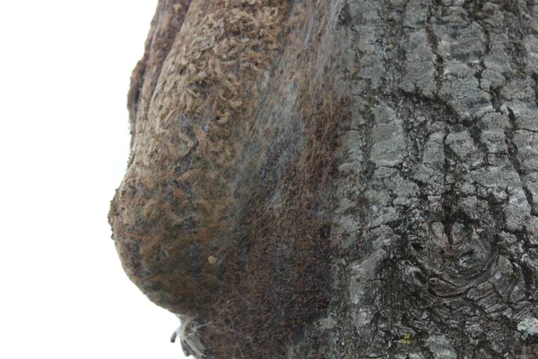 Termite nest Stock Photos, Royalty Free Termite nest Images | Depositphotos