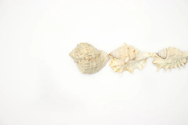 White seashells Stock Photos, Royalty Free White seashells Images ...