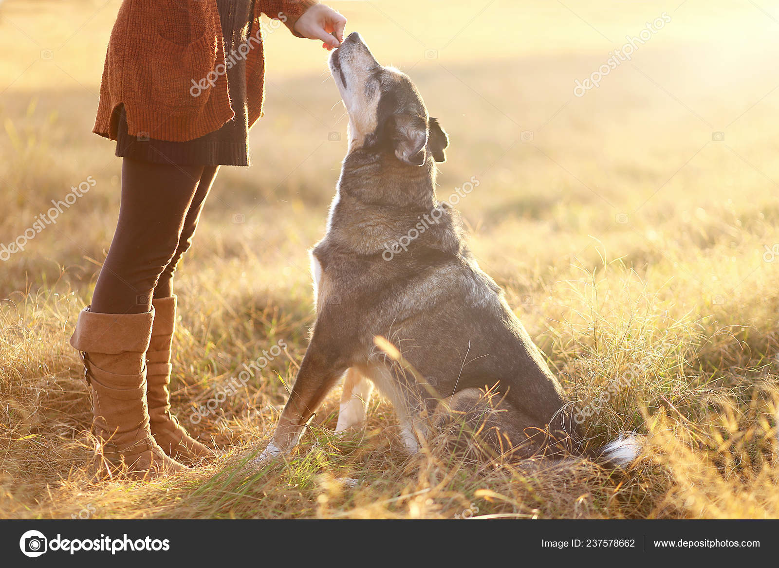 How Do You Train A Border Collie To Sit