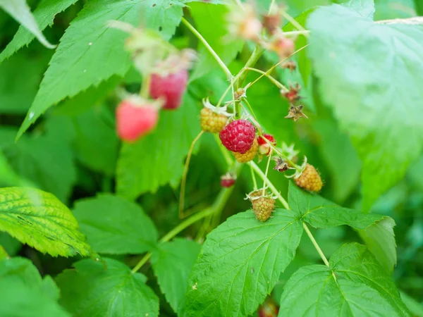 raspberries ripen on the bush. home without chemicals and additives ...