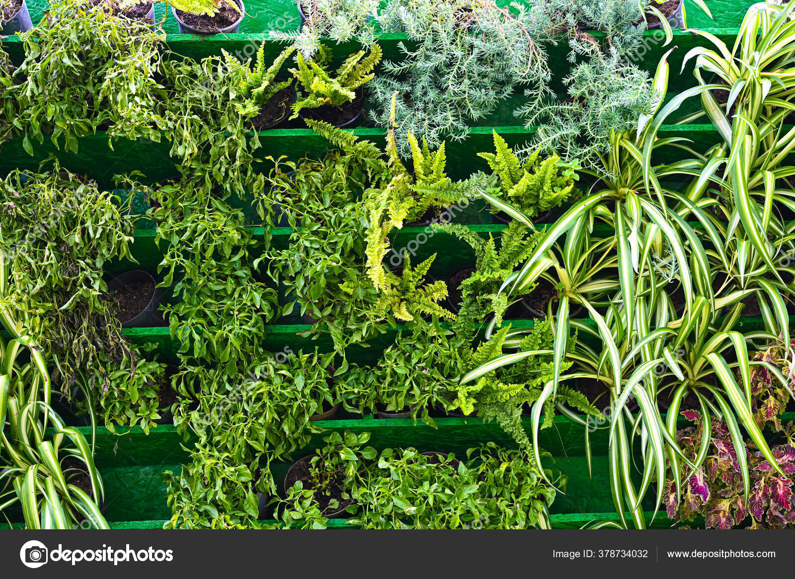 Wall Flowering Plants Background Greenery Flat Lay High Quality Photo ...