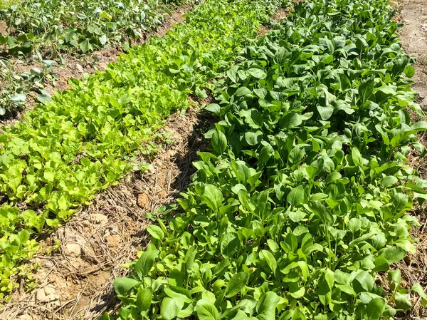 Plot up Images - Search Images on Everypixel